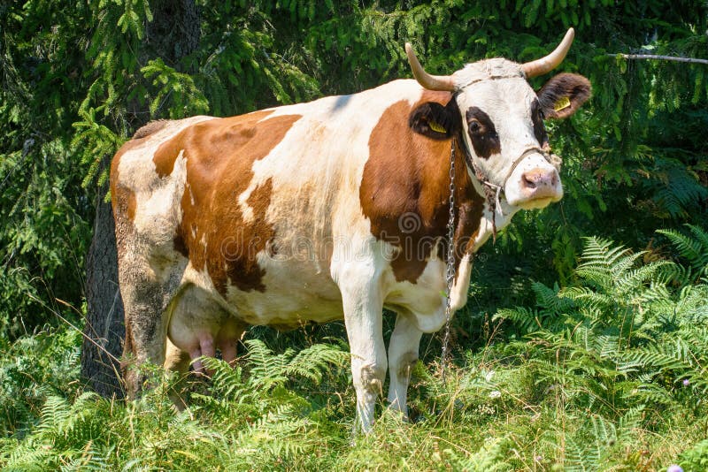 1,360 Krowa Rysunek Zdjęcia - Bezpłatne i z licenncją Royalty-Free ...