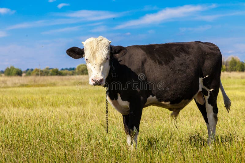 Angus czarna krowa obraz stock. Obraz złożonej z stek - 5470869