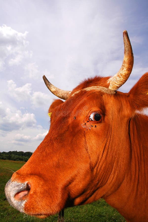 Asia krowa Mongolia zdjęcie stock. Obraz złożonej z mongolski - 7774650