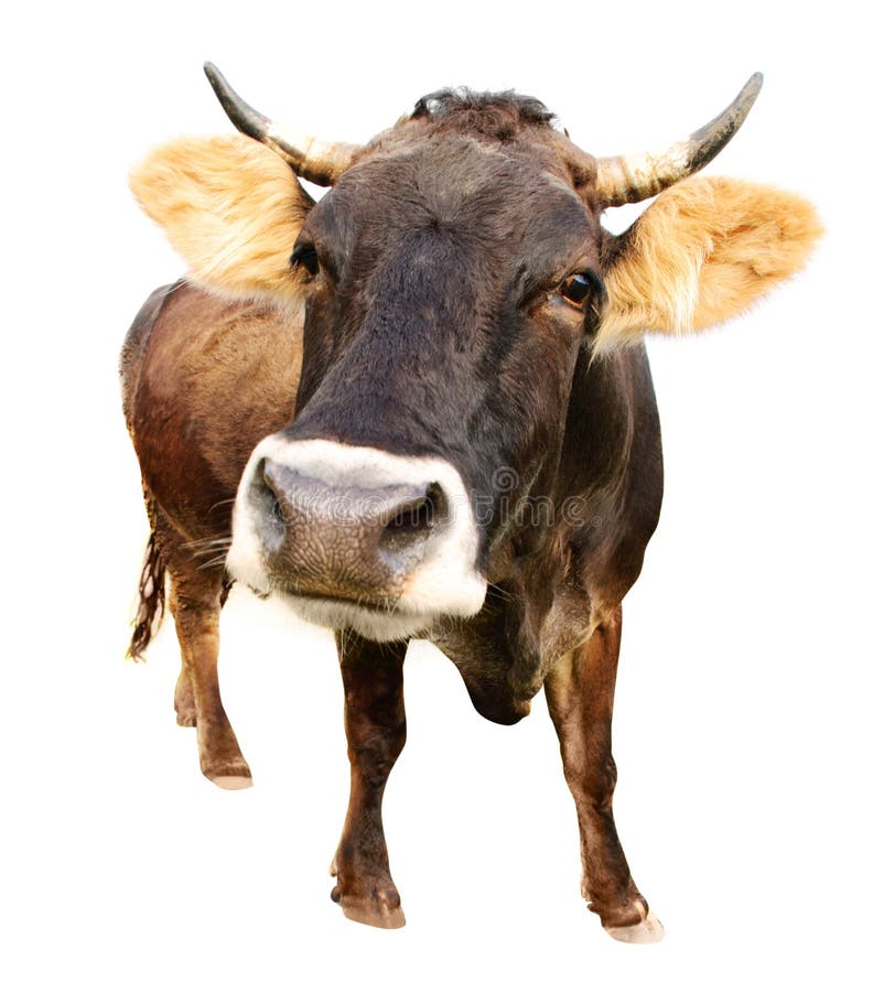 Śmieszna śliczna Krowa Odizolowywająca Na Bielu Opowiadać Czarny I ...