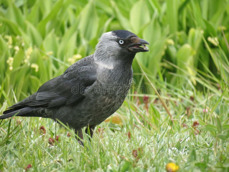 Ptak wrona obraz stock. Obraz złożonej z pusty, skrzydło - 23476751