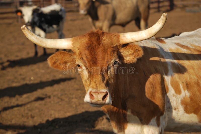 Jewely - Photographer profile