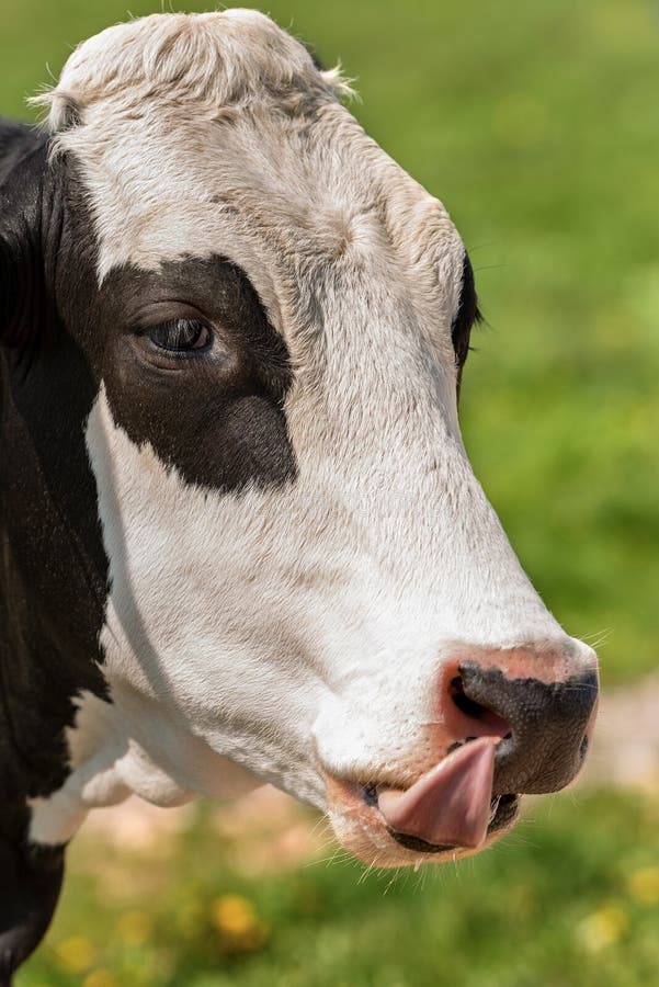 Krowa Zdjęcia Stock - Pobierz 222,553 Zdjęcia Royalty Free