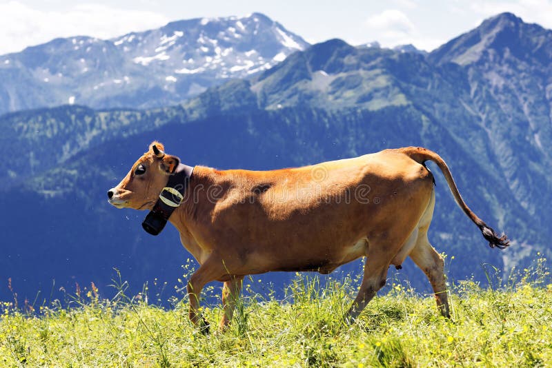 Krowa Wysokogórski Krajobraz Obraz Stock - Obraz złożonej z ...