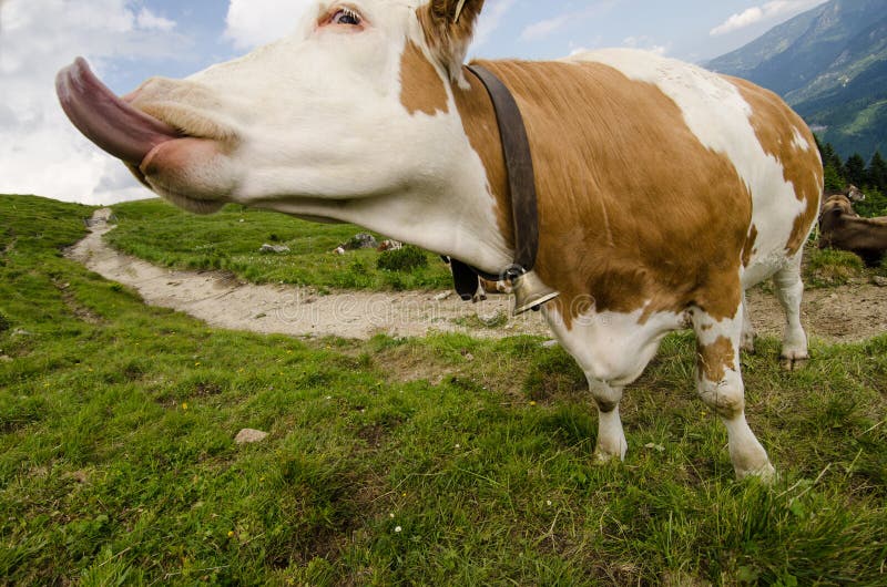 Śmieszna Krowa Z Krową Wtyka Out Jej Jęzor Obraz Stock - Obraz złożonej ...