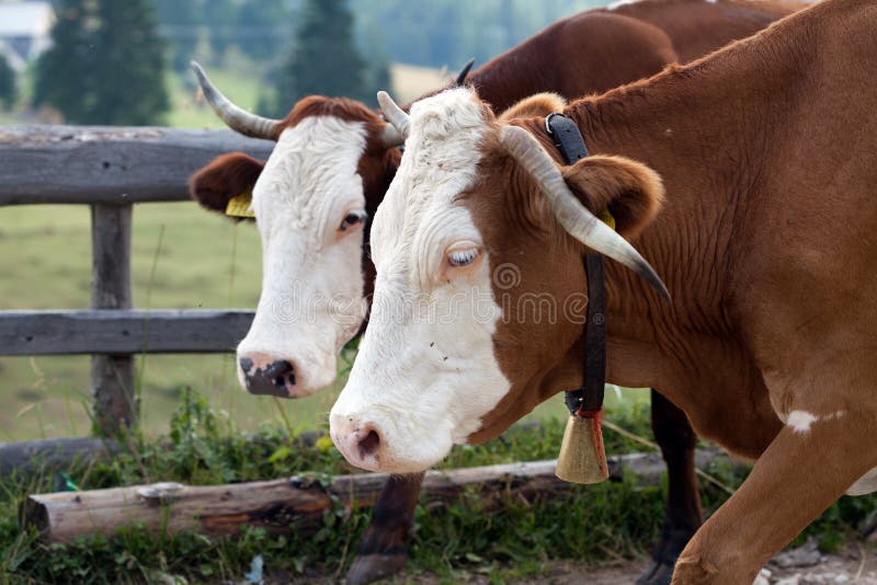 Krowy obraz stock. Obraz złożonej z ssak, rolniczy, dzwon - 35343899