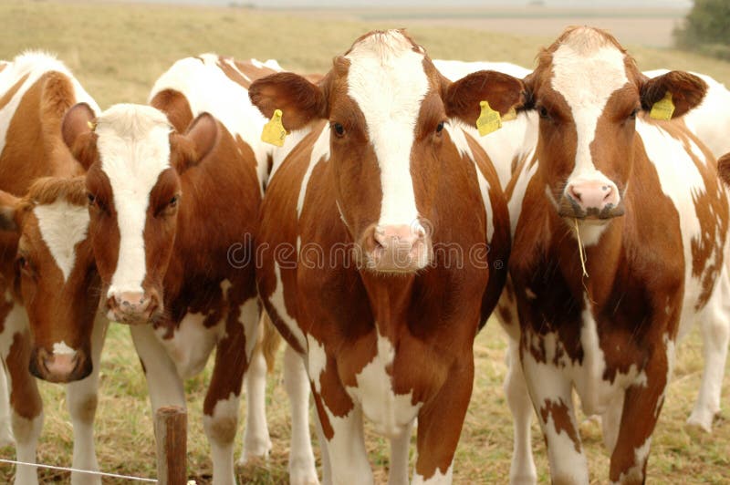 Krowy zdjęcie stock. Obraz złożonej z plenerowy, wieś - 16548434