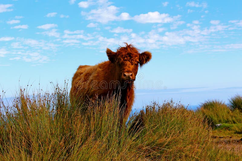 Krowy obraz stock. Obraz złożonej z jedzenie, milka, fielder - 61763899