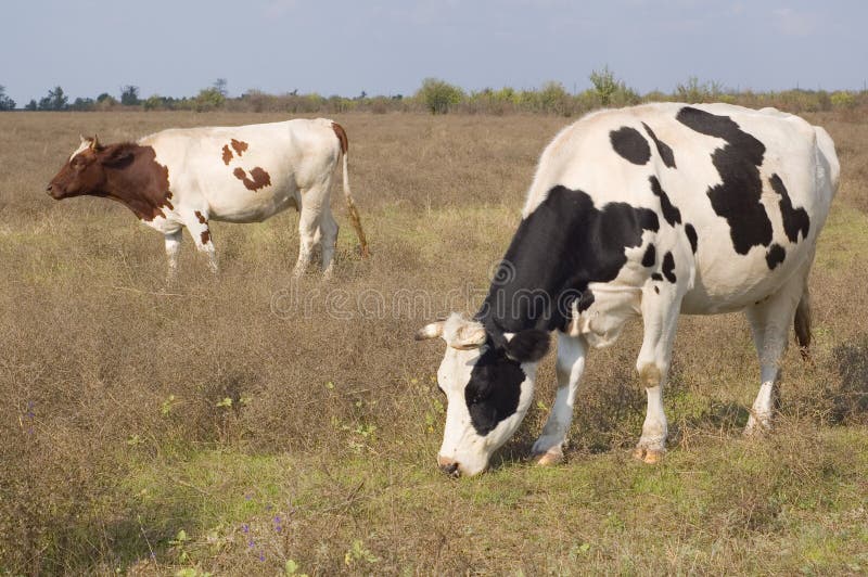 Krowy zdjęcie stock. Obraz złożonej z rancho, gospodarstwo - 6669104