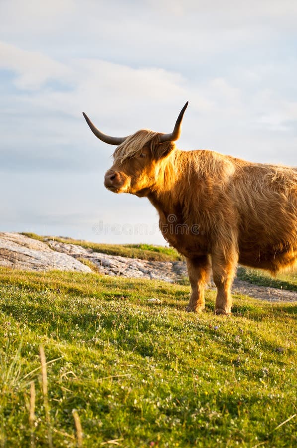 388 Galloway Byk zdjęć stockowych - bezpłatne i z licencją Royalty Free ...