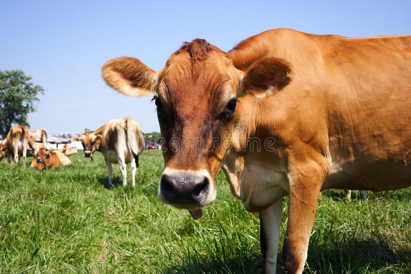 Krowa jersey na pastwisku obraz stock. Obraz złożonej z wiejski - 2098283
