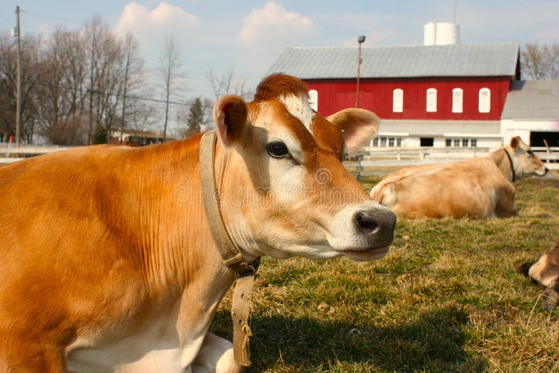 Krowy jersey pastwiska zdjęcie stock. Obraz złożonej z wieś - 2097280