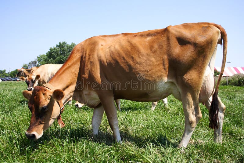 Krowy jersey pastwiskowy obraz stock. Obraz złożonej z chłodno - 1070431