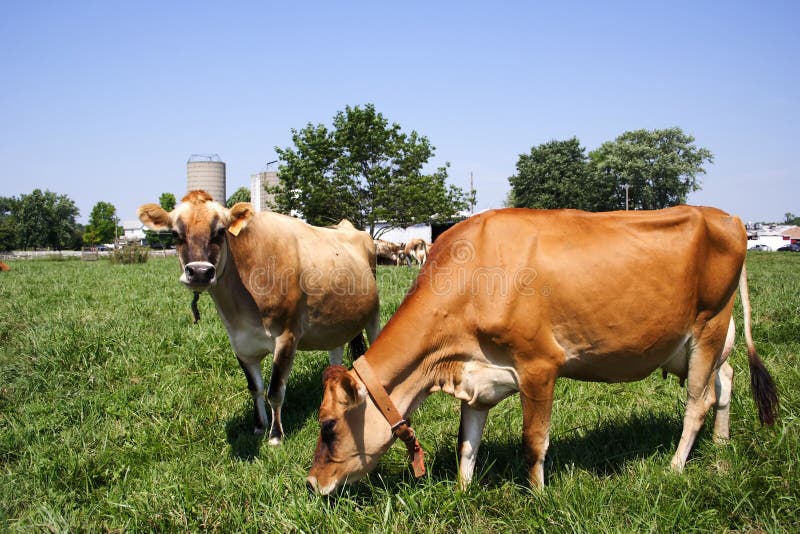 Krowy jersey pastwiskowy obraz stock. Obraz złożonej z chłodno - 1070431