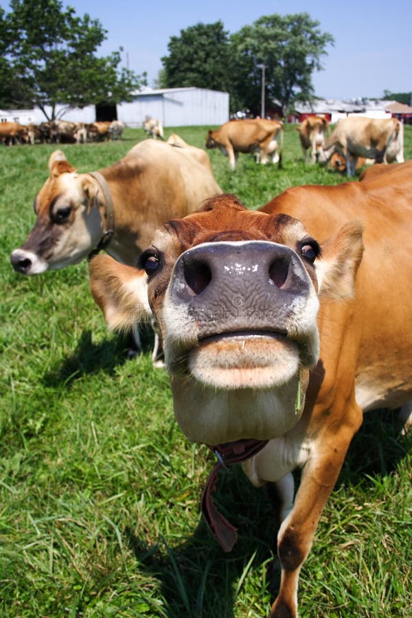 Dżersejowy krowy pasanie obraz stock. Obraz złożonej z rolnictwo - 1071093