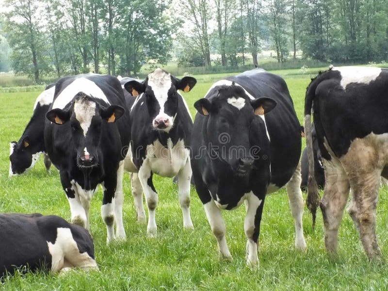 Belgijskie krowy obraz stock. Obraz złożonej z rolnictwo - 32913039