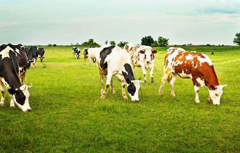 Krowy holenderskie obraz stock. Obraz złożonej z krajobraz - 7982345