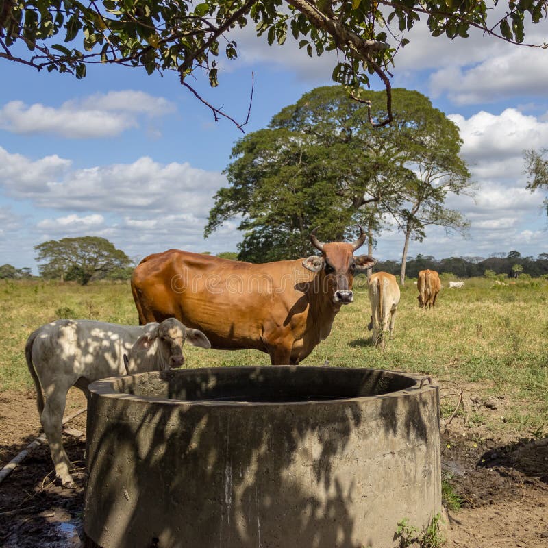 Krowy w polu zdjęcie stock. Obraz złożonej z wakacje - 167105070