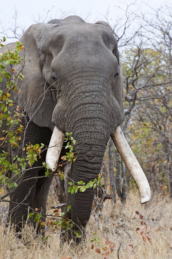 Kruger Monster Elephant stock image. Image of south, skinned - 6982049