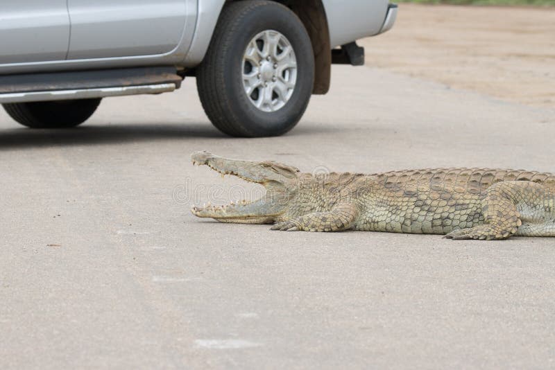 Crocodile road sign stock photo. Image of territory, northern - 7922546
