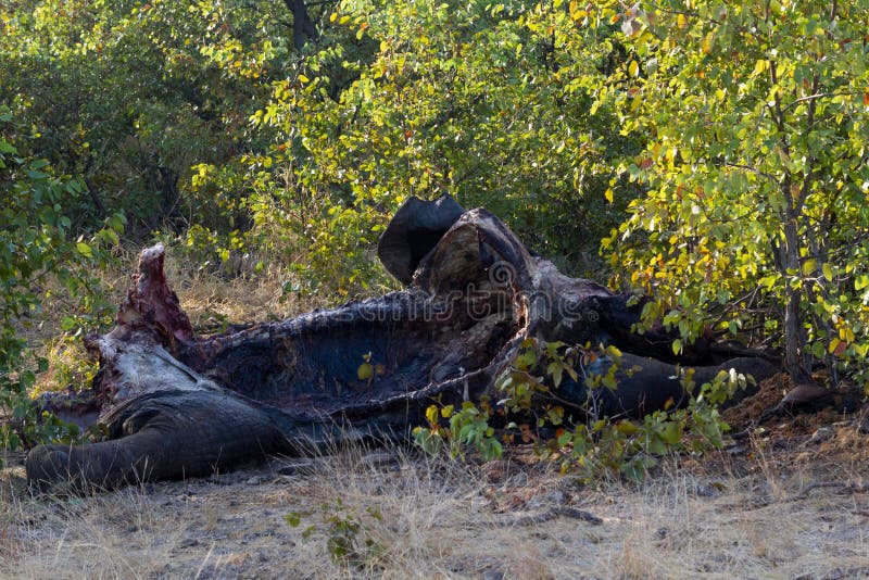 Kruger National Park: Elephant Carcass Stock Photo - Image of africa ...