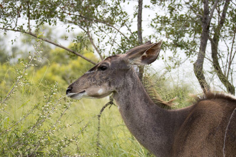 Kruger National Park: Kudud Cow Browsing Stock Image - Image of african ...