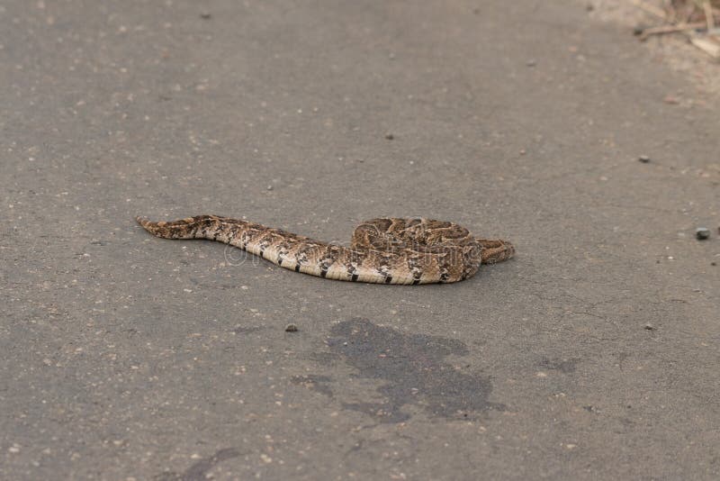 Kruger National Park: Puffadder: Bitis Arietans Stock Image - Image of ...