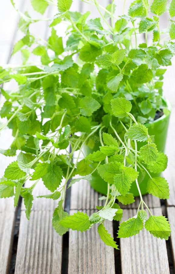 Kruid in een pot stock foto. Image of organisch, aromatherapie - 29002364