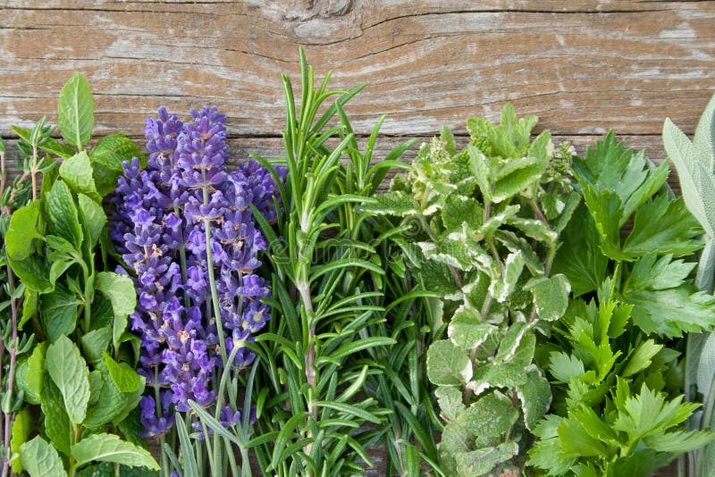 Kruiden stock afbeelding. Image of nave, balsem, oogst - 27894191