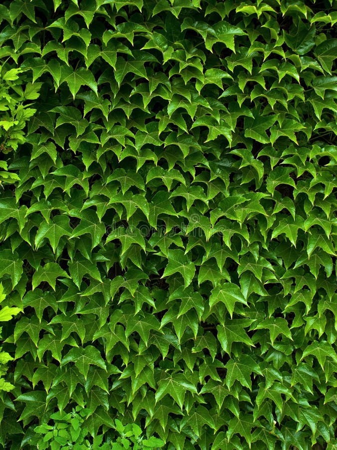 De muur van de klimop stock foto. Image of bladeren, groen - 20032724