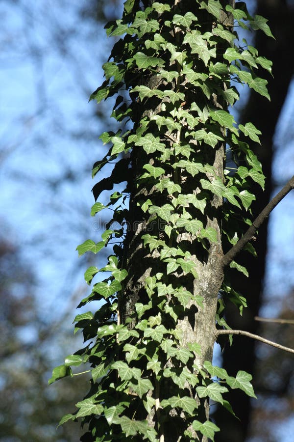 Boom in Hout Dat Met Klimop Wordt Behandeld Stock Afbeelding - Image of ...