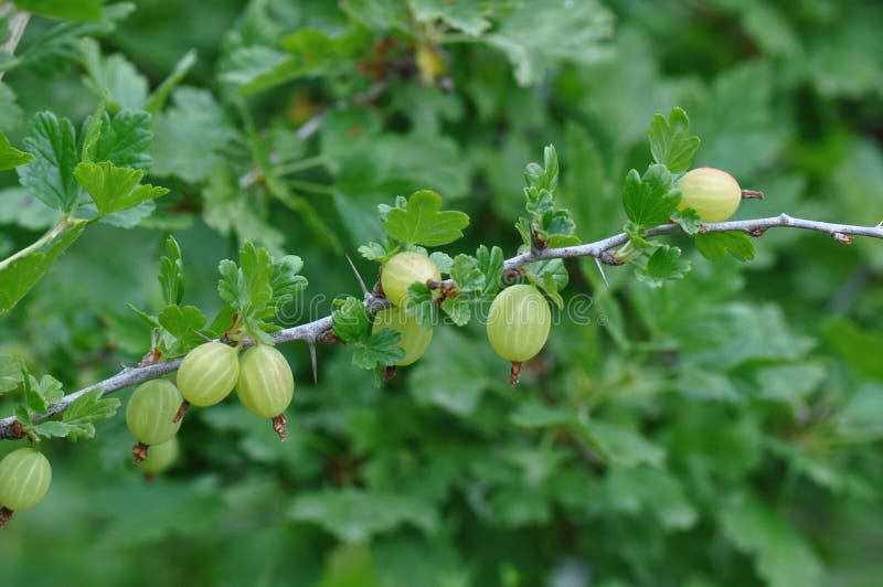 Kruisbes stock afbeelding. Image of flora, bruin, nave - 117162377