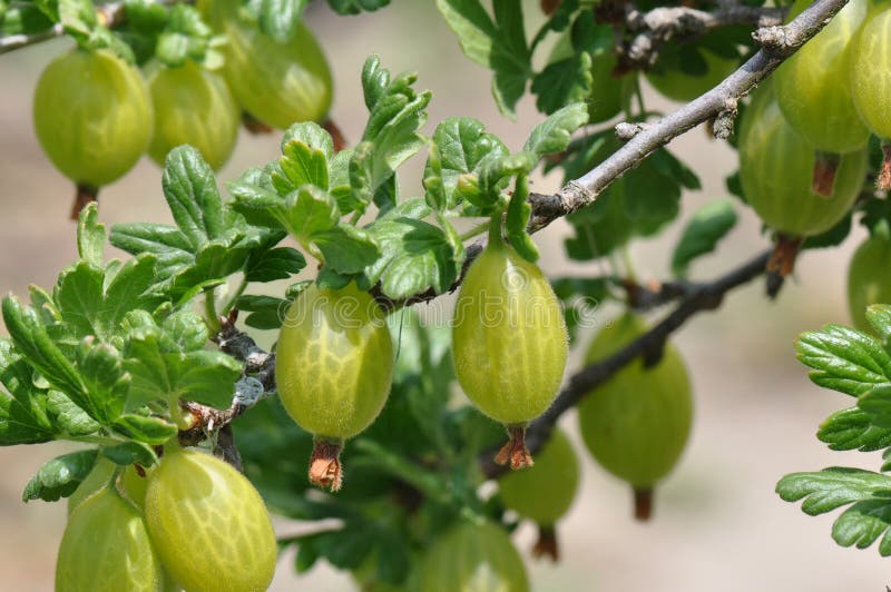 Kruisbes stock afbeelding. Image of rood, capsule, bessen - 117162507