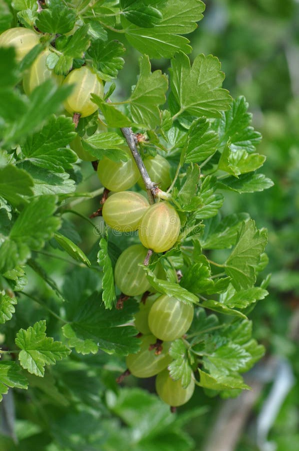 Kruisbes stock afbeelding. Image of rood, capsule, bessen - 117162507