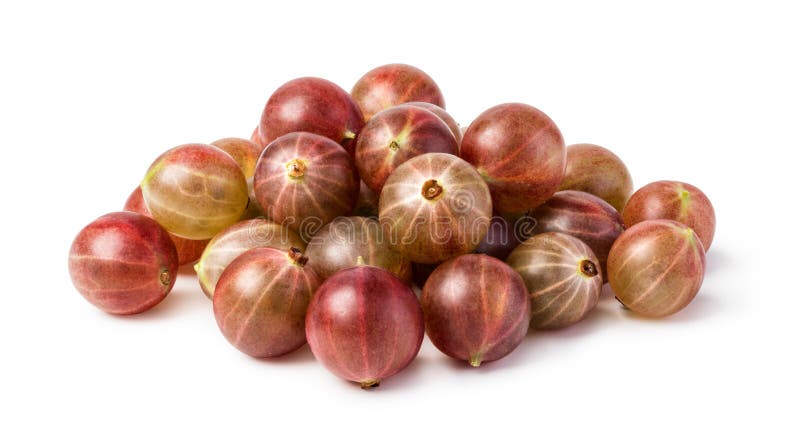 Kruisbes stock afbeelding. Afbeelding bestaande uit kruisbes - 127007595