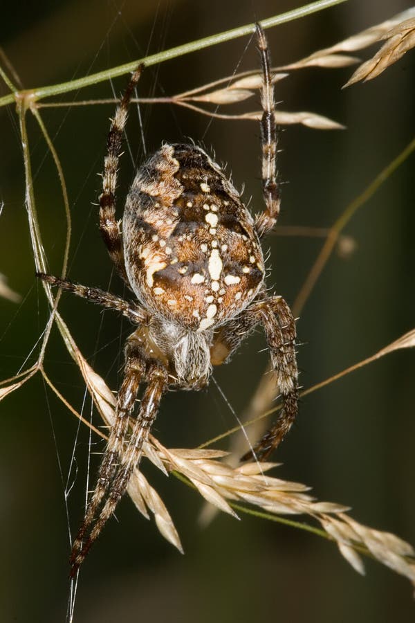 De Kruisspin Zit Op Zijn Spinneweb Stock Foto - Image of vangst ...