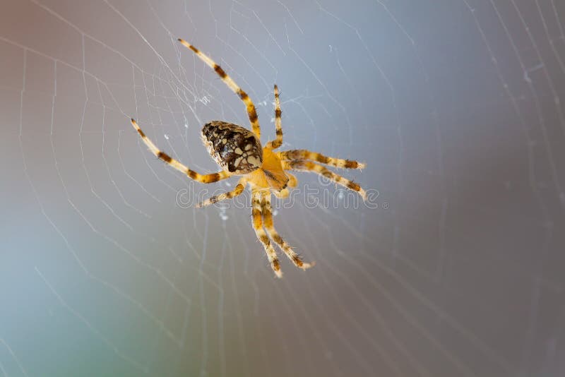 Kruisspin (Araneus-diadematus) - Kruisspin Op Spiderw Stock Afbeelding ...