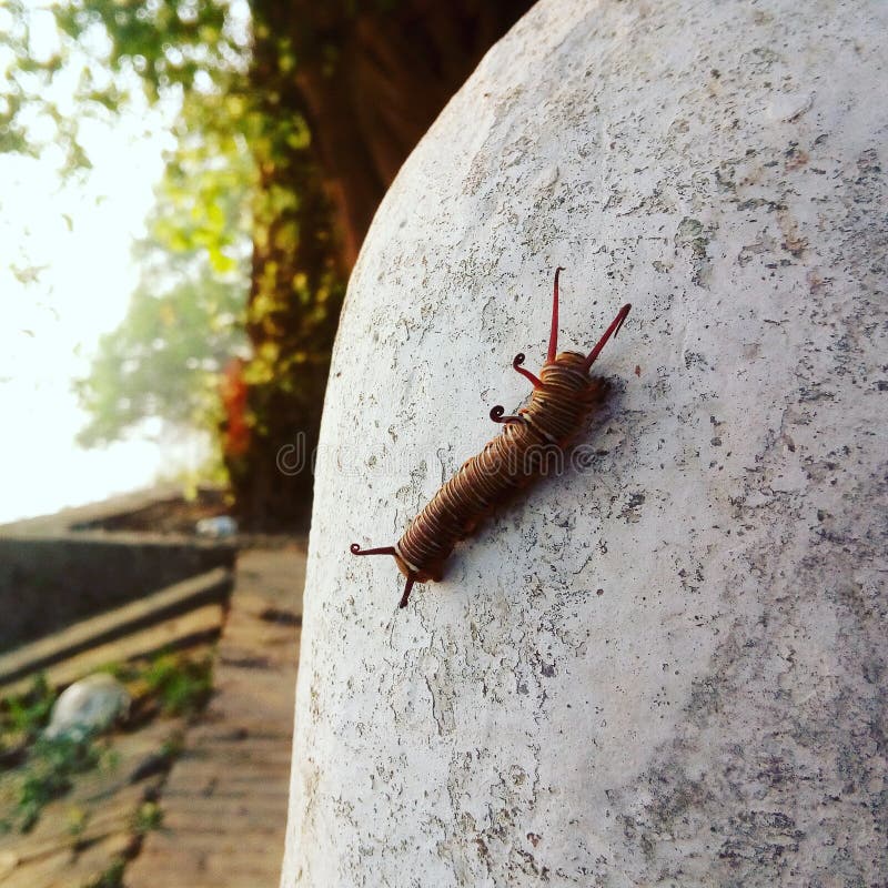Kryp fotografering för bildbyråer. Bild av sida, kryp - 115223435