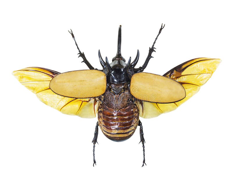 Kryp fotografering för bildbyråer. Bild av vitt, biologi - 70145757