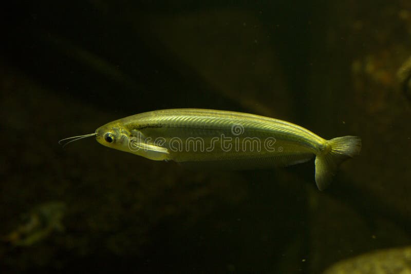 Kryptopterus Cryptopterus Stock Photos - Free & Royalty-Free Stock ...