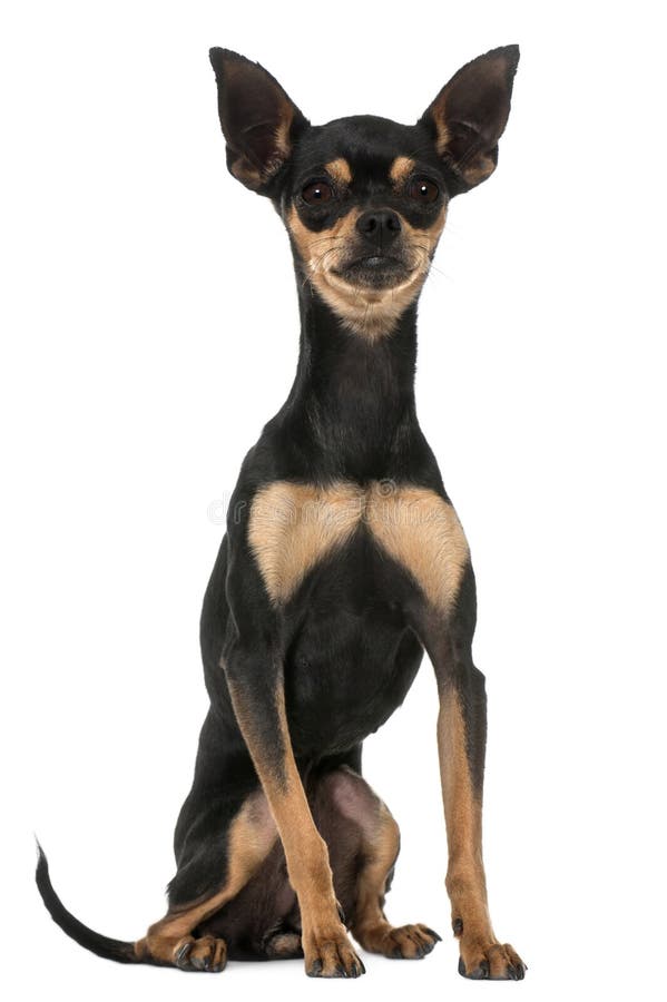 Krysarik De Prague Ratter Ou De Prazsky Image stock - Image du indoors ...