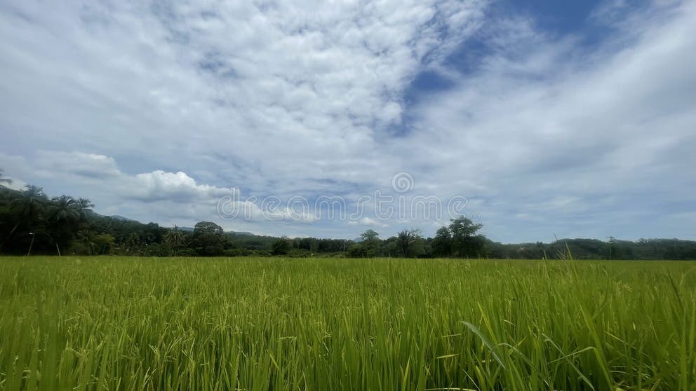 Kuala Kangsar Paddy Field stock image. Image of kangsar - 243709887