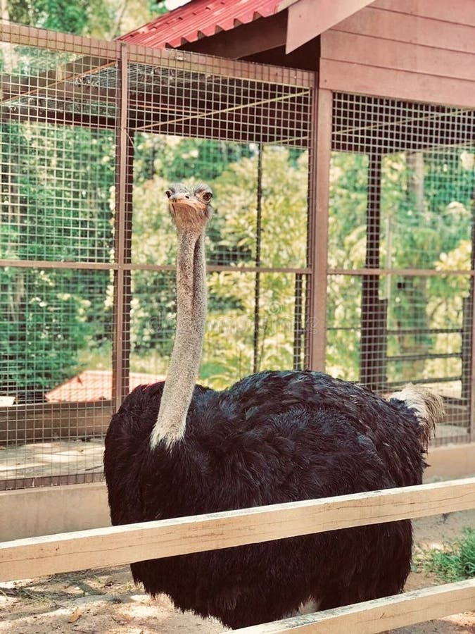 Kuala Krai Mini Zoo. Ostrich Stock Image - Image of ostrichlack, mini ...