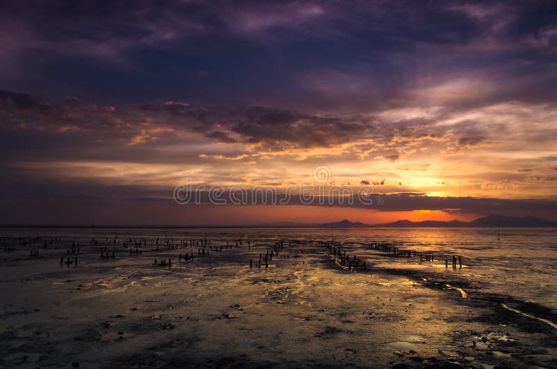 The Dancing Tree with Sunset in Indonesia `Sumba` Stock Image - Image ...