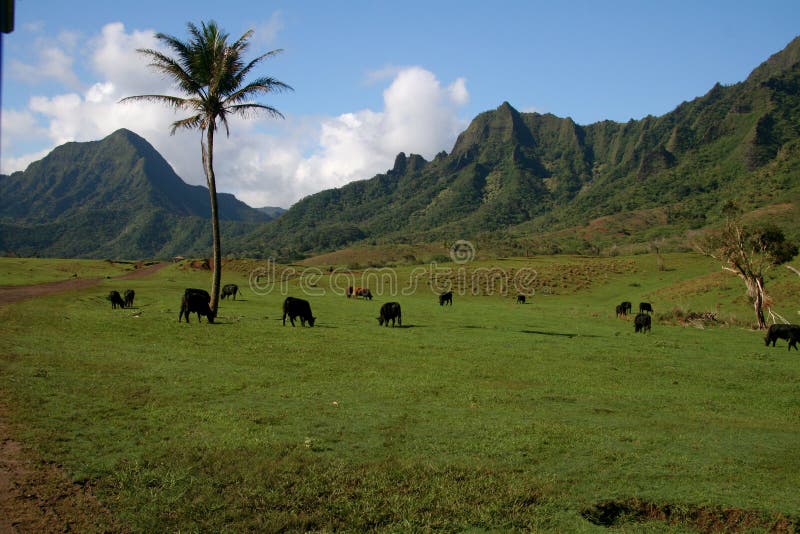 Kualoa Ranch North Coast Oahu Stock Image - Image of palm, hawaii: 4288459