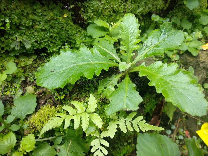 Kuban Mandelan Stock Photos - Free & Royalty-Free Stock Photos from ...