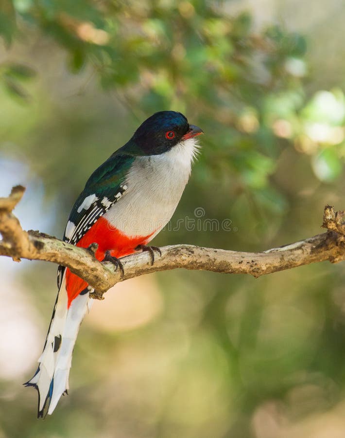 Kubaner Trogon Auf Einer Niederlassung Stockfoto - Bild von ...