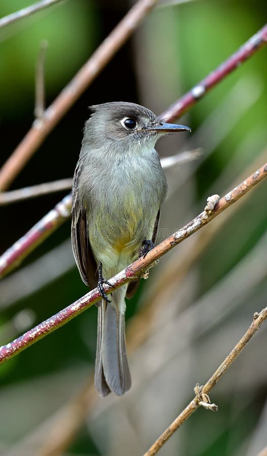 Kubanisches Pewee (Contopus Caribaeus) Stockbild - Bild von vogelkunde ...