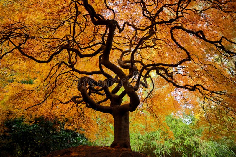 Kubota Garden stock image. Image of kubota, colorful - 82602583