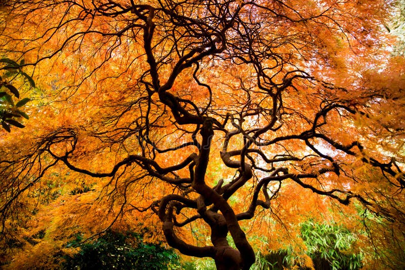 Kubota Garden stock photo. Image of amazing, macro, natural - 82604120